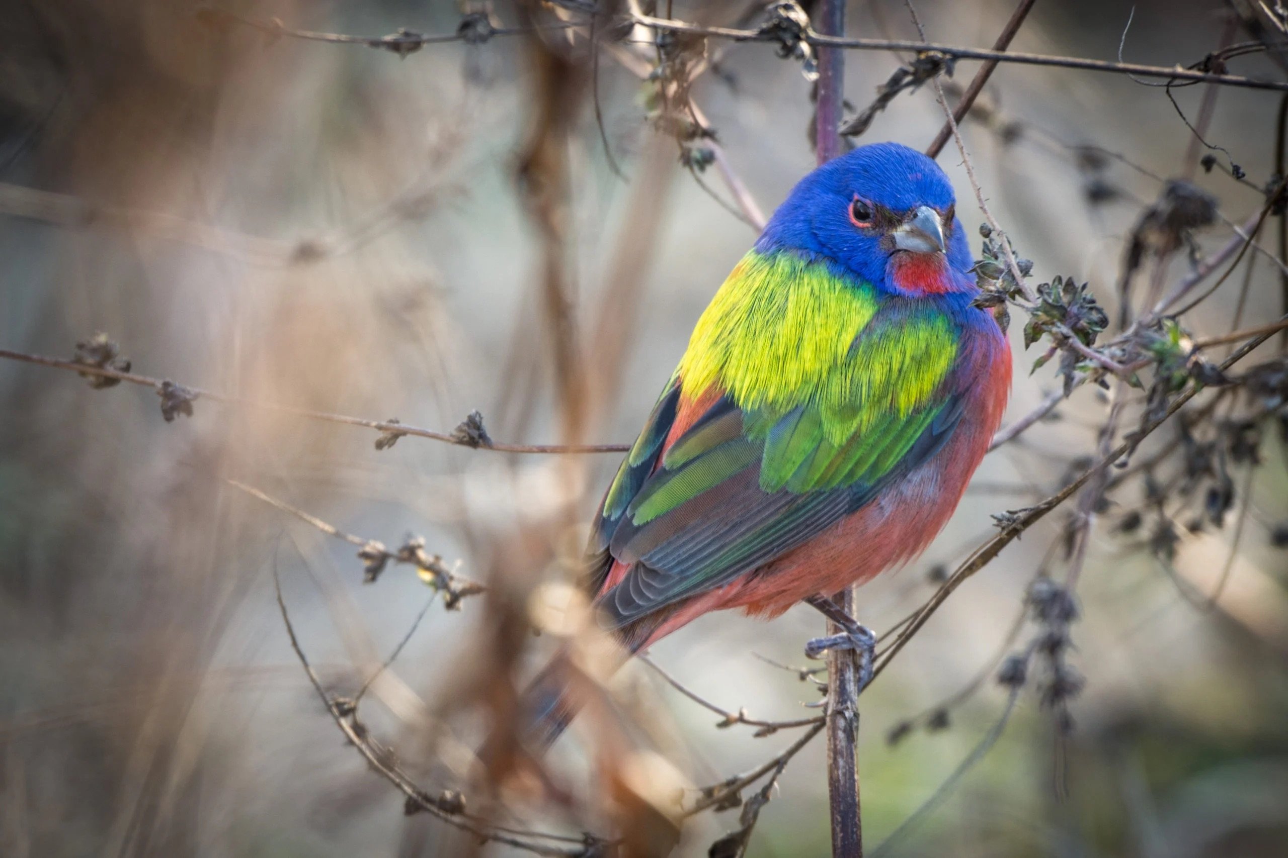 Tracking Painted Buntings